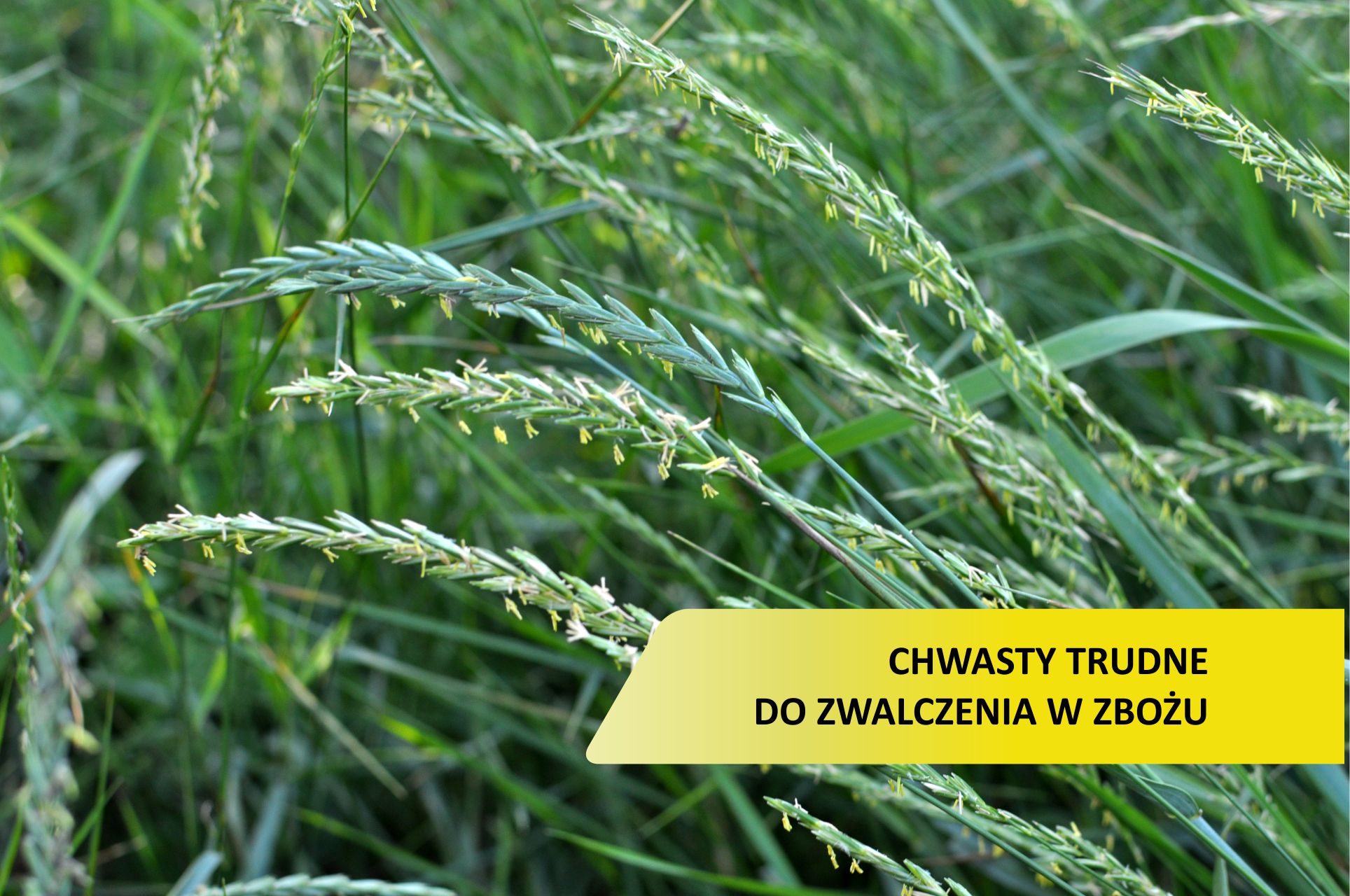 Chwasty trudne do zwalczenia w zbożu. Wybrane gatunki | Scandagra